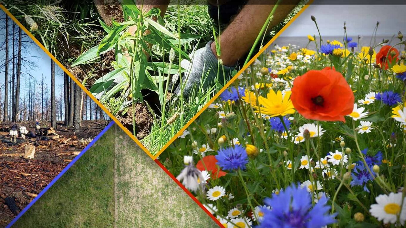 PlayStation's Aloy's Forest Project Has Resulted In Over 600,000 Trees ...